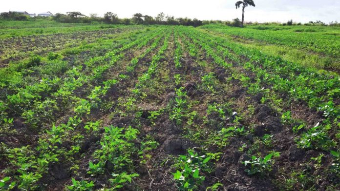 Restoring The Central Role Of Caribbean Agriculture | News Americas Now