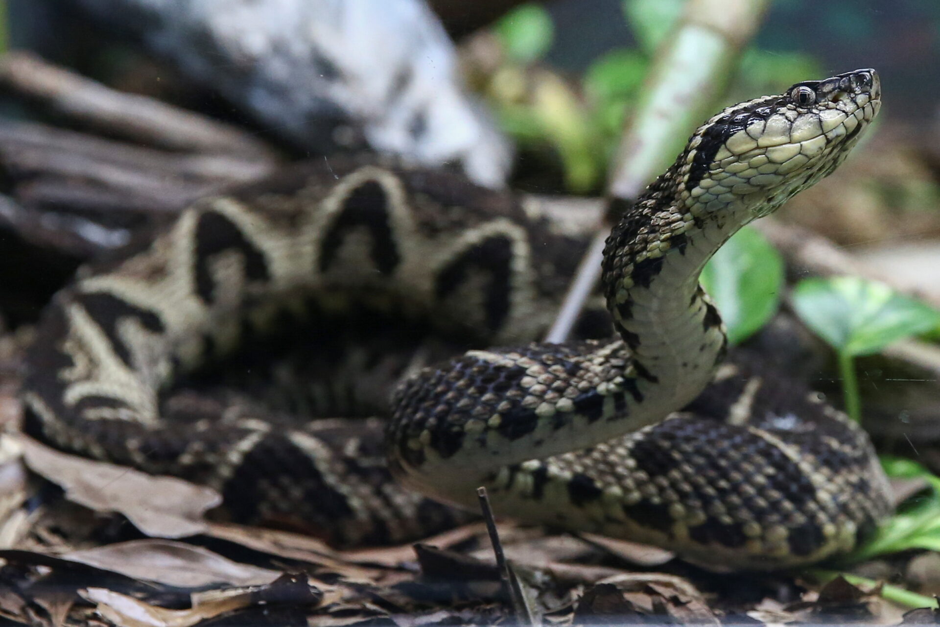 Could This Latin American Snake Hold The Cure To COVID-19? | News ...